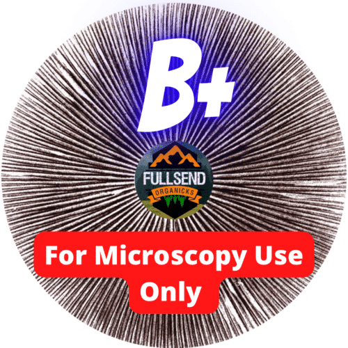 B Cubensis Mushroom Spores Fullsend Organicks