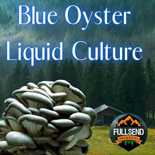 Blue Oyster Liquid Culture | Fullsend OrgaNicks